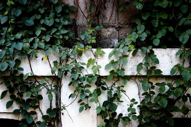 Vine on wall stock image. Image of garden, vine, wall - 70532989