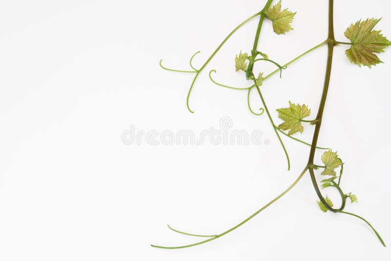 Vine on a white background stock photo. Image of foliage - 73837444