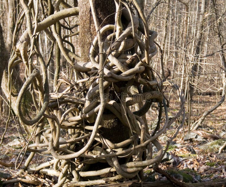 459 Vines Growing Up Tree Stock Photos - Free & Royalty-Free Stock ...