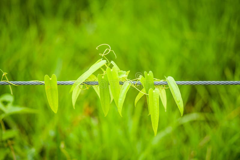 Vine wire stock photo. Image of nature, texture, barrier - 19293316