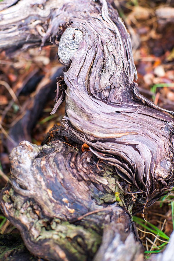 Vine wood branches stock photo. Image of branches, stack - 40947132