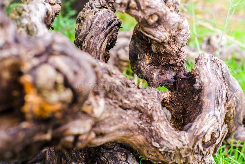 Vine wood branches stock photo. Image of lumber, branches - 40947134