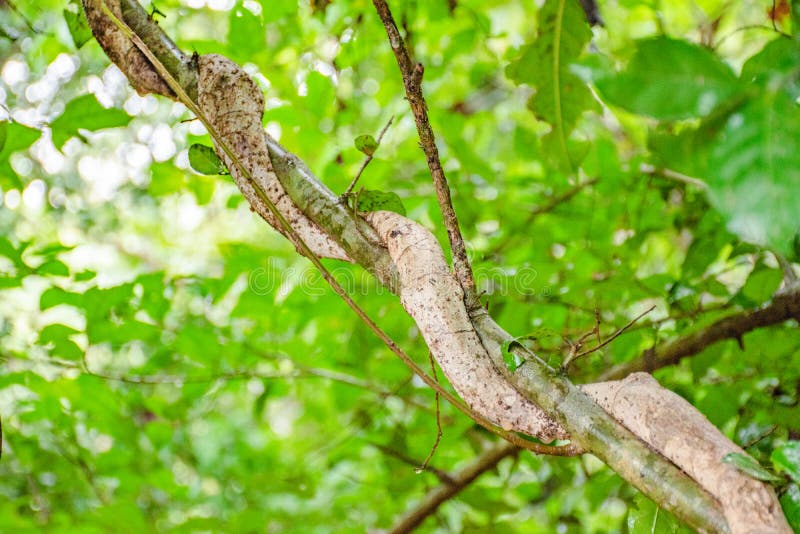 The Vine is Wrapped Around the Tree. Stock Photo - Image of park ...