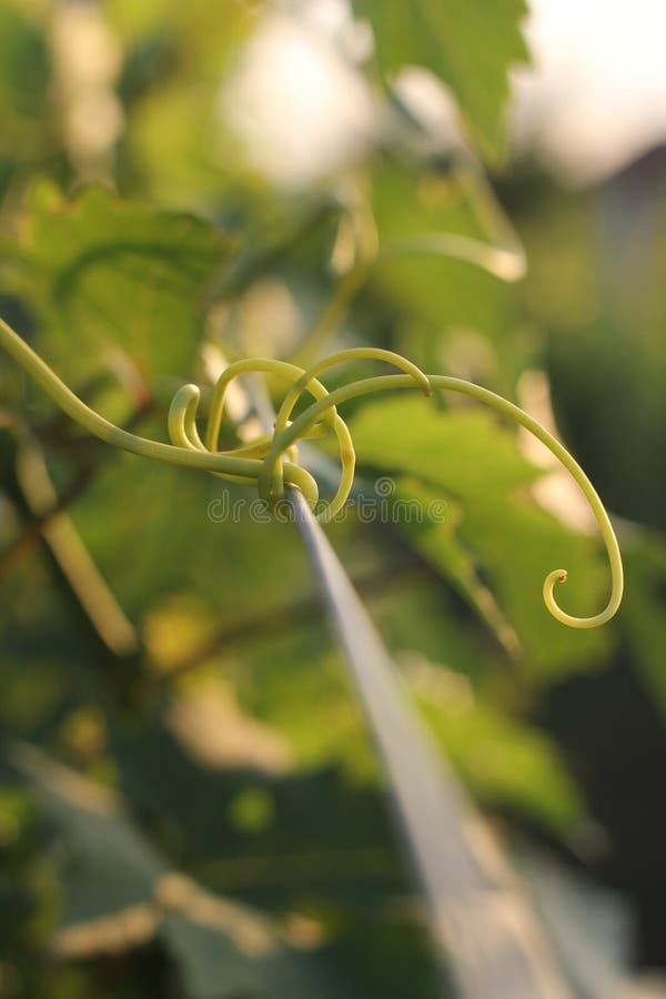 A vine wrapped. stock image. Image of vineyard, color - 316454513