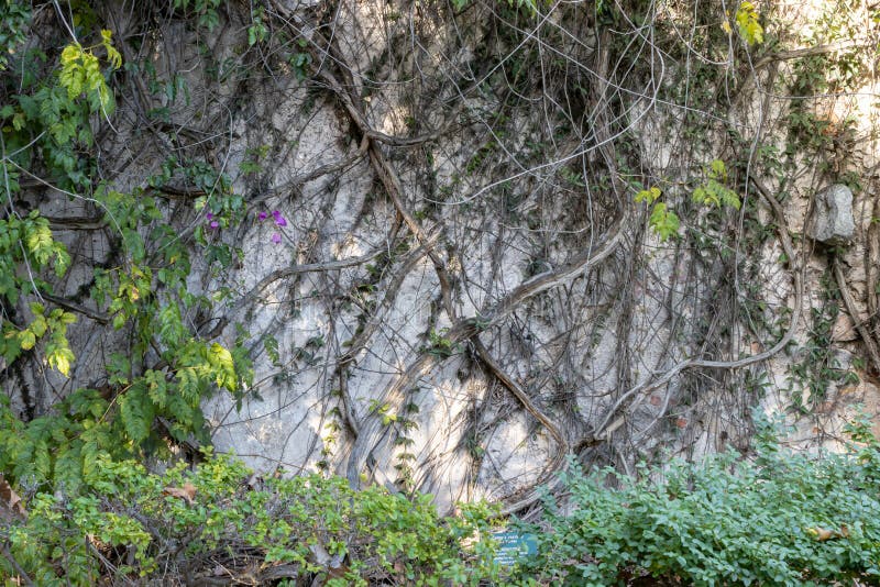 Vine Wraps Around a Stone in the Garden Stock Photo - Image of outdoor, botany: 262952974