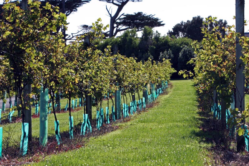 Vine yard stock image. Image of vine, posts, rows, plants - 5099307