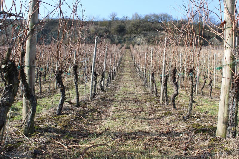 Vine yard stock photo. Image of nice, vine, yard, green - 86155924