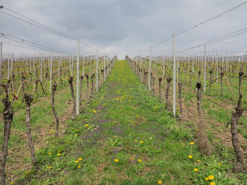 Vine-yard spring stock photo. Image of farm, field, germany - 36594346
