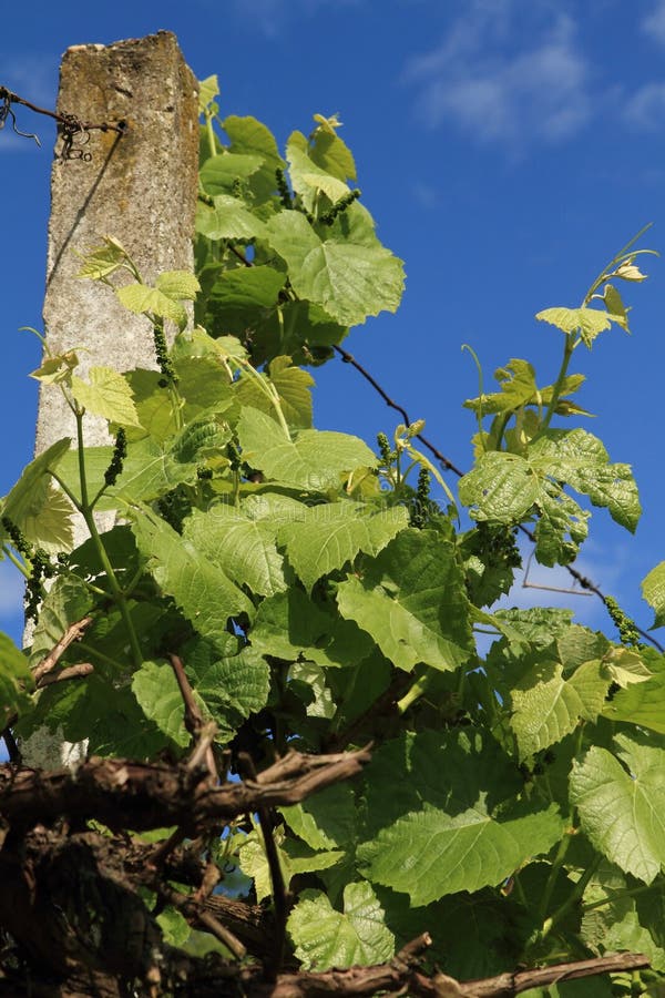 Young grapevine stock photo. Image of fruit, grow, green - 1842162