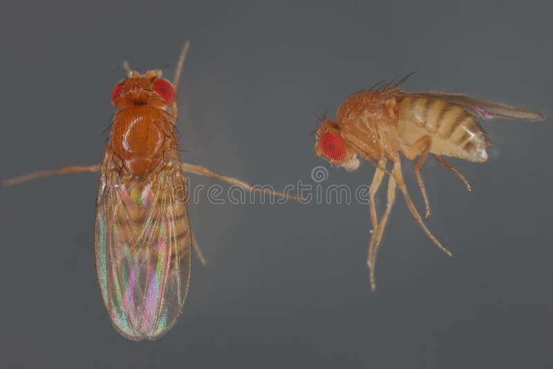 Vinegar Fly, Fruit Fly (Drosophila Melanogaster) Stock Image - Image of ...