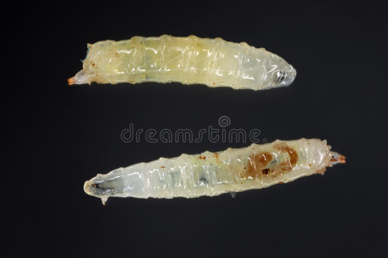 Vinegar Fly Larvae, Fruit Fly (Drosophila Melanogaster) Stock Image ...