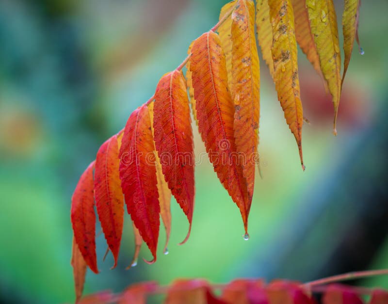 Vinegar Tree Branch in Autumn . Stock Photo - Image of forest, park ...