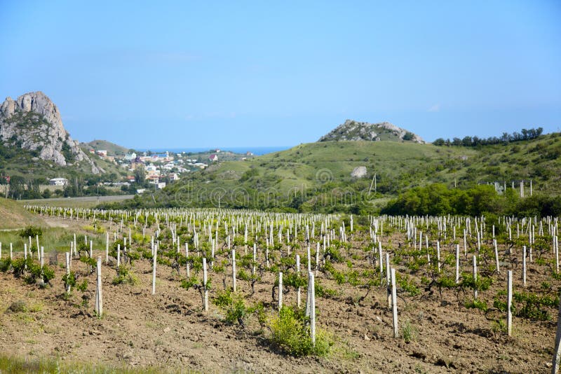 Vinegrove en dorp stock afbeelding. Image of gebied, heuvel - 24113187
