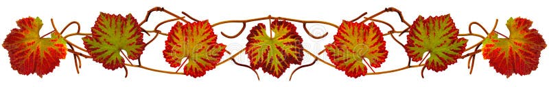VineLeavesStrip1 stock photo. Image of ribbon, frame - 30601558