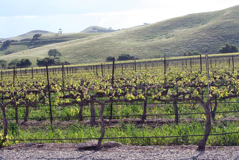 Vinery stock image. Image of barbara, vinery, spring - 15612281
