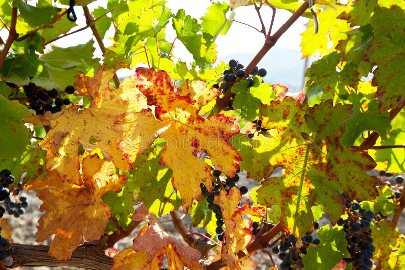 Vinery stock image. Image of bunches, area, green, seasonal - 54193509