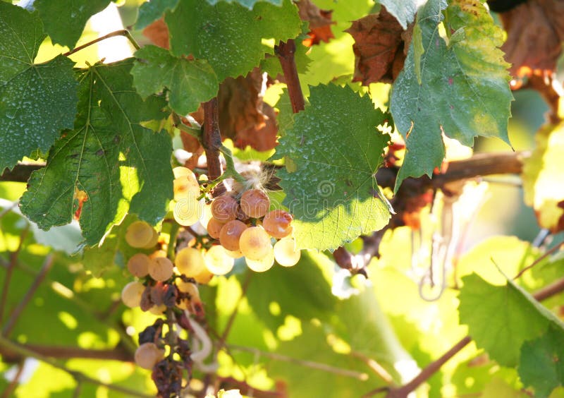 Vinery stock photo. Image of landscape, vegetable, natural - 6887296