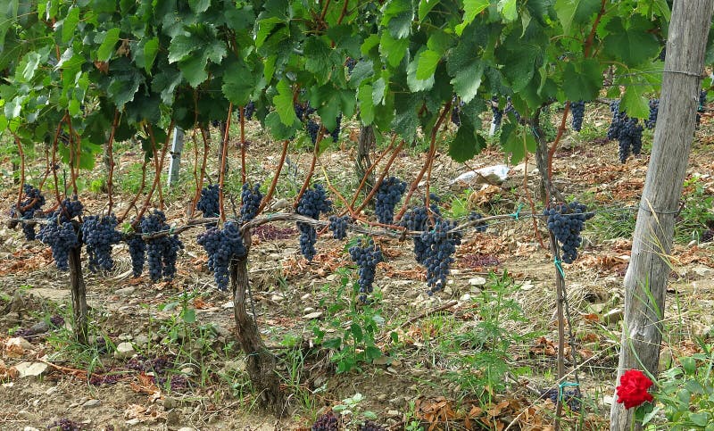 Vinery stock image. Image of vine, vinery, spring, leaves - 15612281