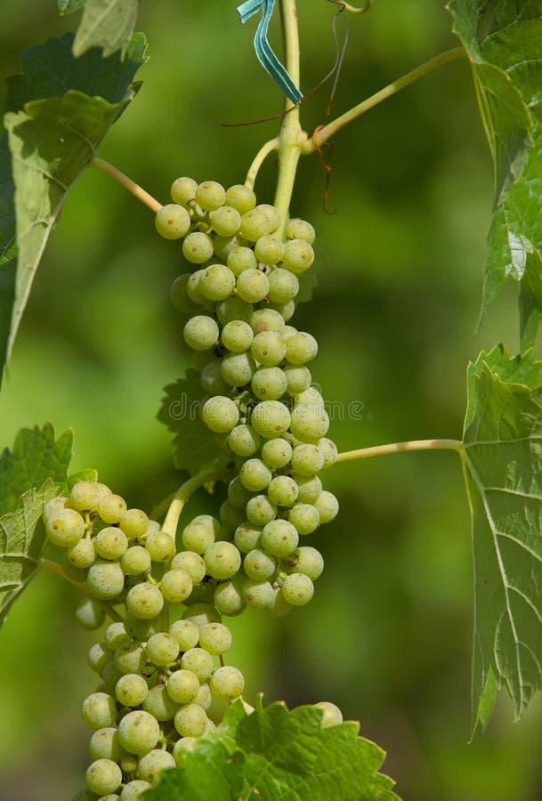 Vinery stock image. Image of food, juicy, flora, colorful - 31640747