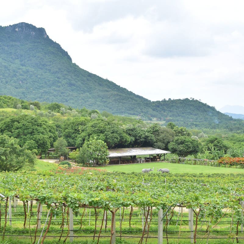 Vinery view stock photo. Image of ancient, island, alia - 5298096