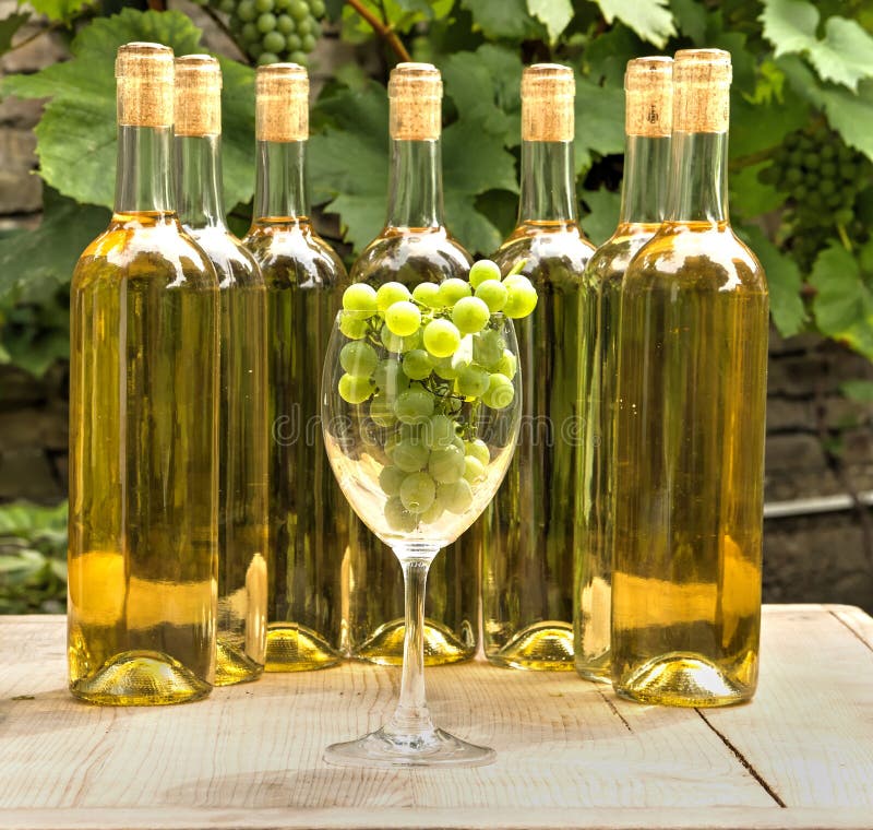 Vinery Still stock image. Image of viny, viniculture - 43948729