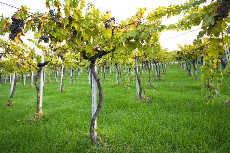 Vines stock photo. Image of health, hung, producers, abruzzo - 9168998