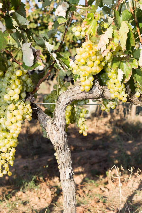 Vines in autumn stock photo. Image of glow, rural, nature - 33874594
