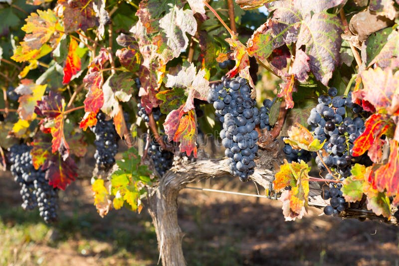 Vines in autumn stock photo. Image of grapes, rural, agriculture - 33875510