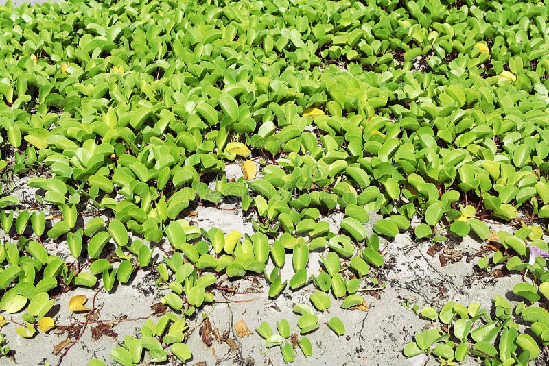 Vines on the beach sand stock image. Image of herb, garden - 264673849