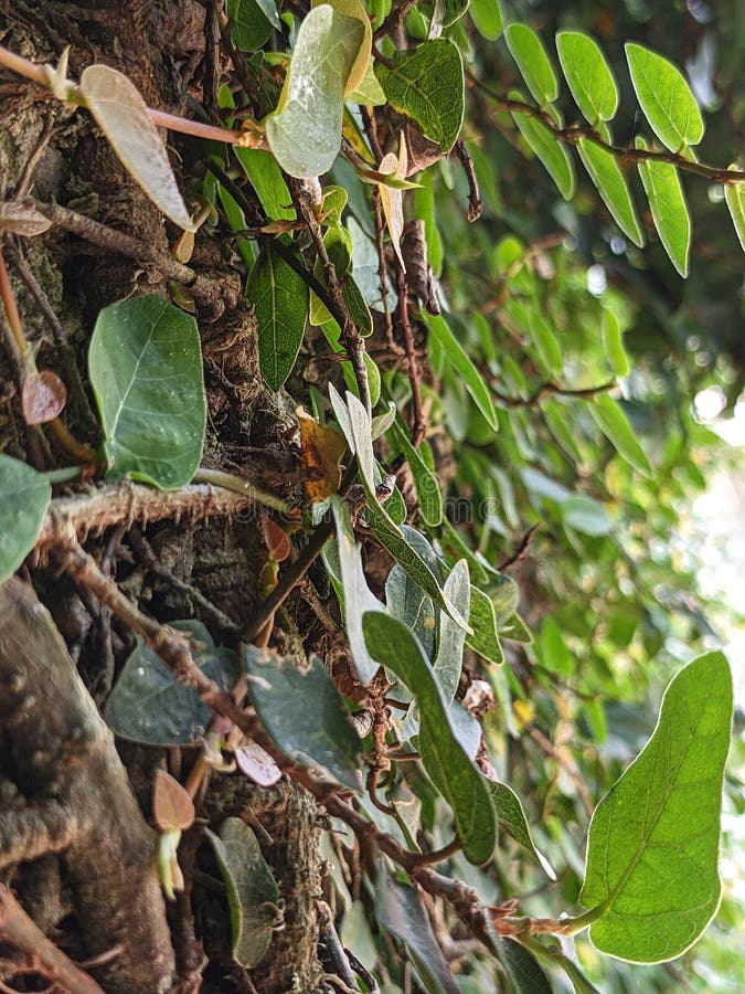 The Vines on the Beautiful Rocks Stock Photo - Image of shrub, nature ...