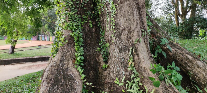 Vines on a big tree stock photo. Image of flower, woodland - 240450374