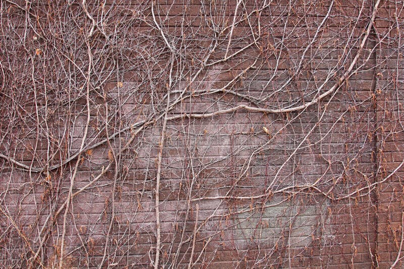 Vines Branches Over Brick Stock Photos - Free & Royalty-Free Stock ...