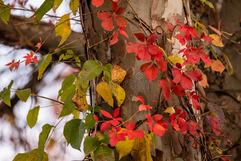 Vines of Bright Red Leaves Cling To Tree Trunk Stock Photo - Image of ...