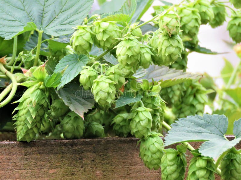 Vines Cascade Hops Stock Photos - Free & Royalty-Free Stock Photos from ...