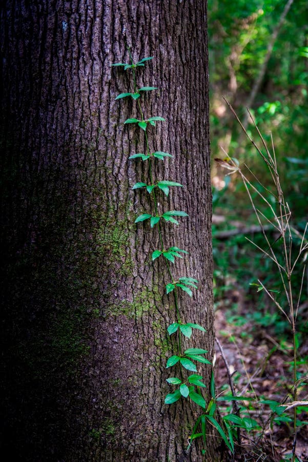 Vines climb a tree stock photo. Image of tree, large - 63527036