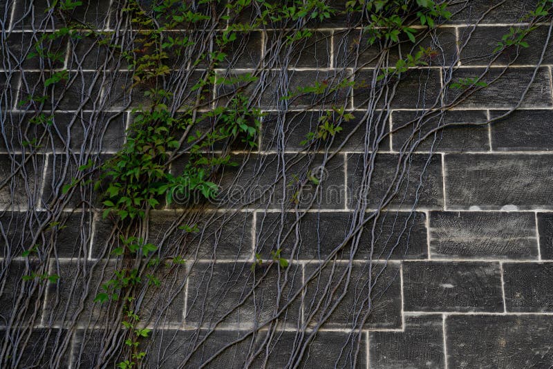 Vines climbing brick wall stock image. Image of surface - 325649999