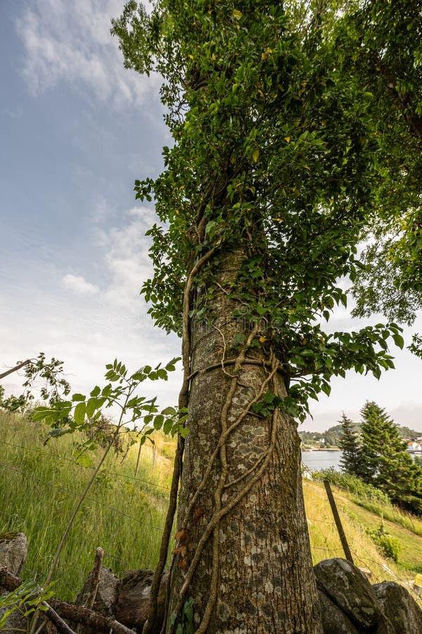 Vines Climbing Up Around a Large Tree.. Stock Image - Image of mountain ...