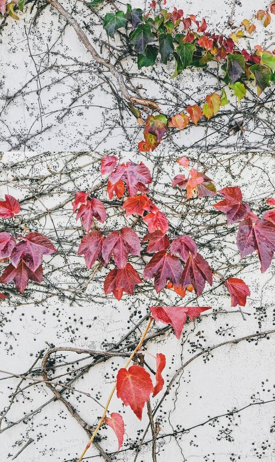 Vines with Colourful Leaves on White Wall Stock Image - Image of ...