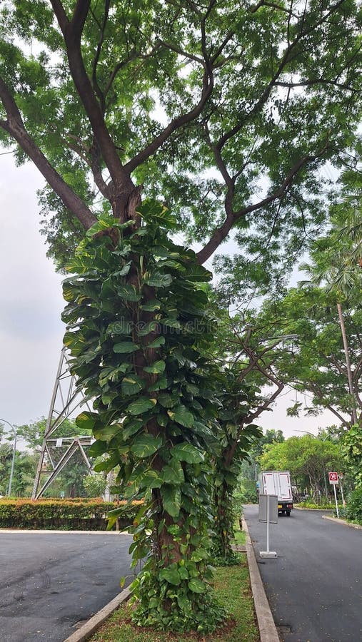 Vines Covered Tall Tree Trunks Stock Photo - Image of food, produce ...