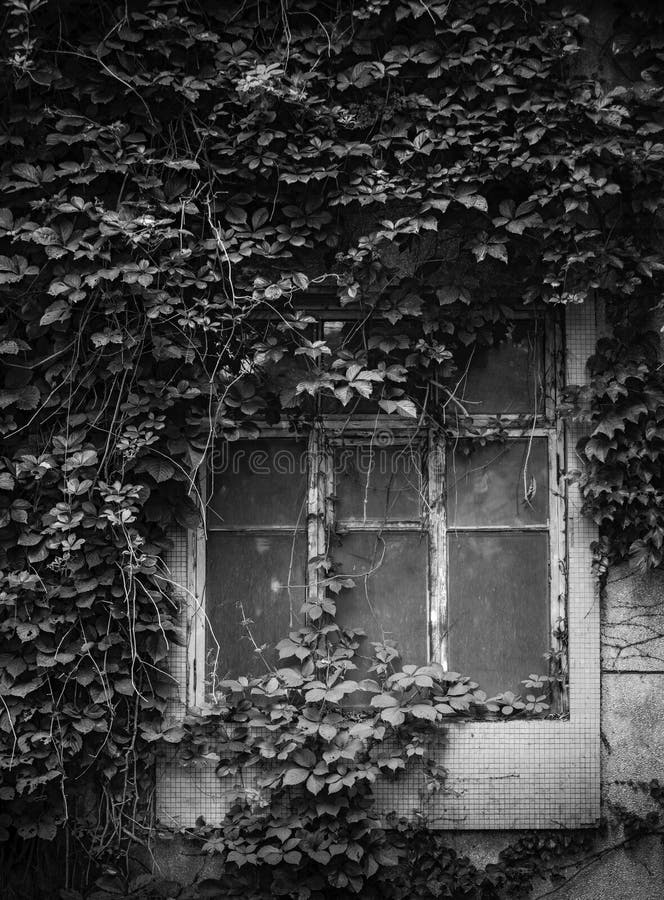 A vines covered window stock image. Image of white, house - 25390631