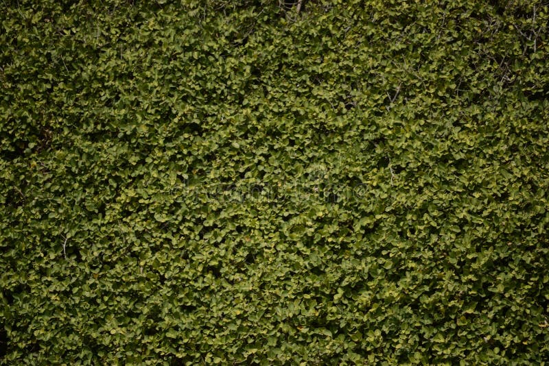 Vines covering the ground stock image. Image of field - 265329821
