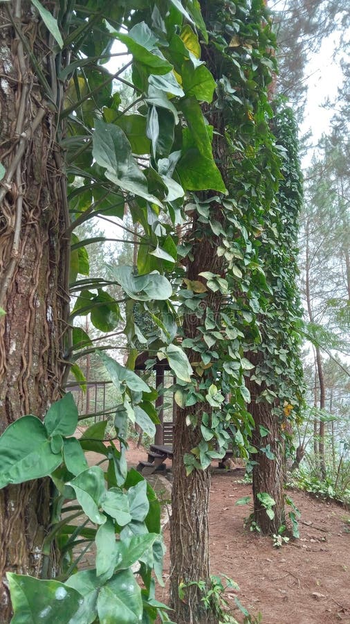 Vines Covering the Trunks of Pine Trees Stock Image - Image of plant ...