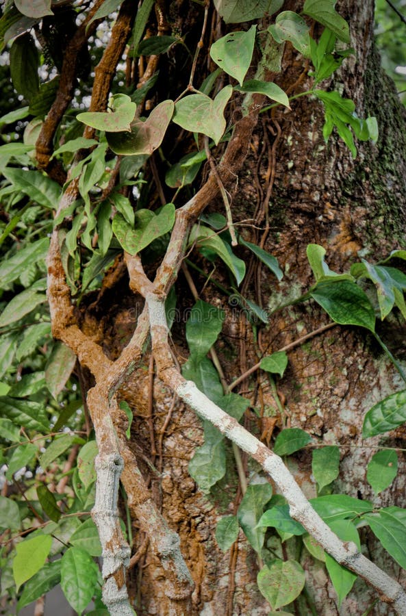 190 Mango Tree Roots Stock Photos - Free & Royalty-Free Stock Photos ...