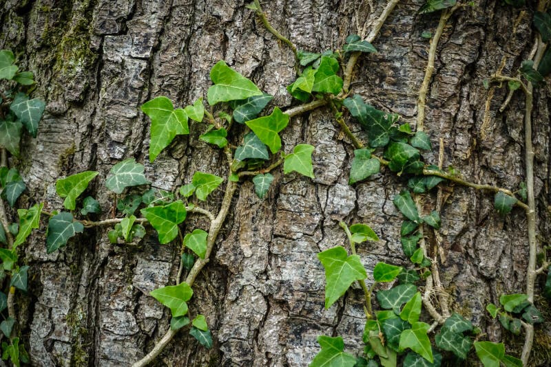Vines Entangled in a Tree in the Forest Stock Image - Image of closeup ...