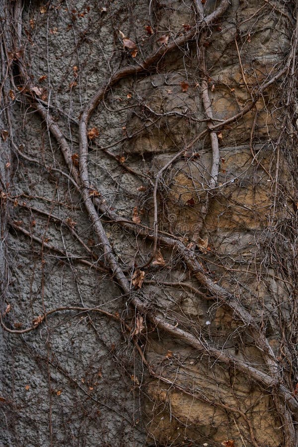 Vines Entwined Around the Old Castle Wall Stock Image - Image of brick ...