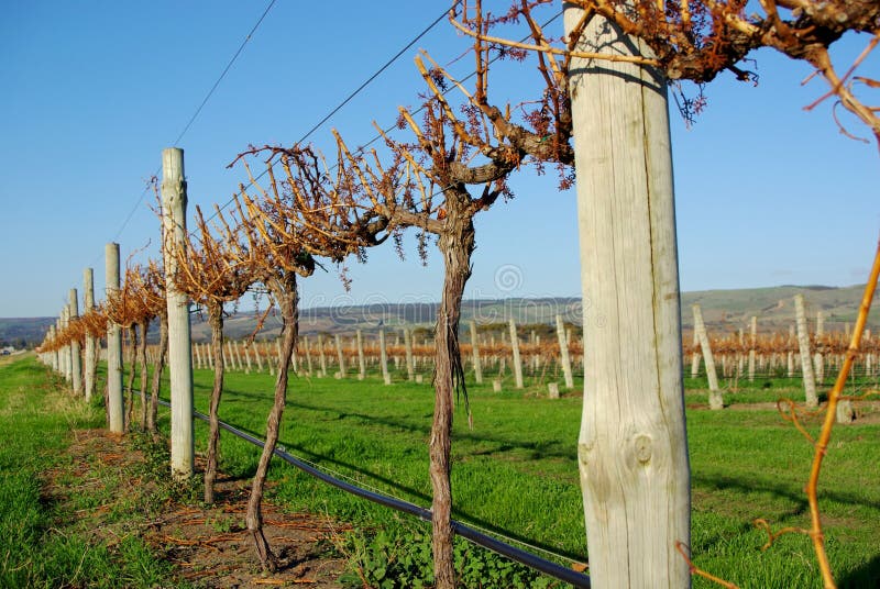 Vines in the Fall stock image. Image of cultivation, door - 5403081