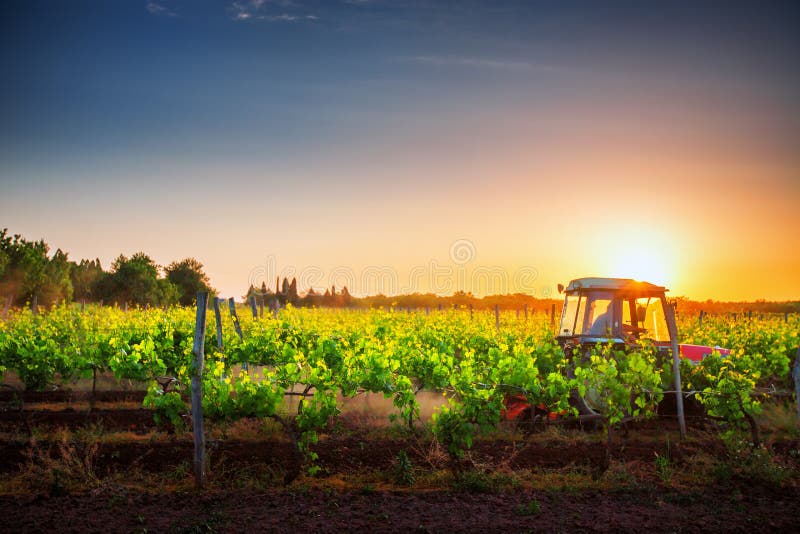 Vines on the Field and a Red Tractor at Sunset Stock Image - Image of ...
