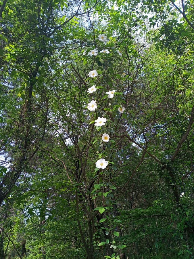 Vines flower stock photo. Image of protect, environment - 145892680
