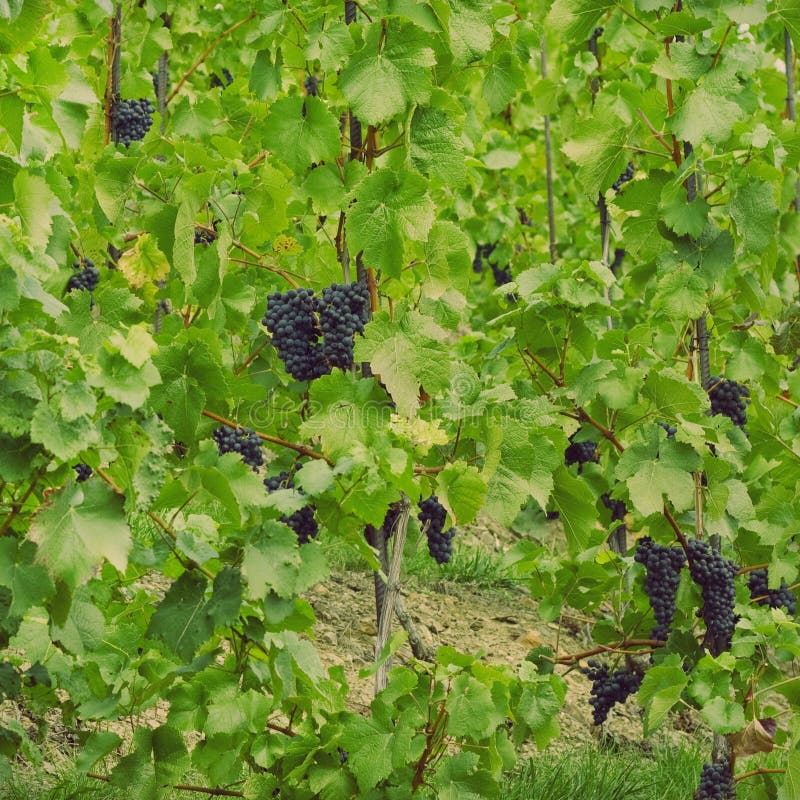 Vines with grapes stock photo. Image of outside, closeup - 27945358