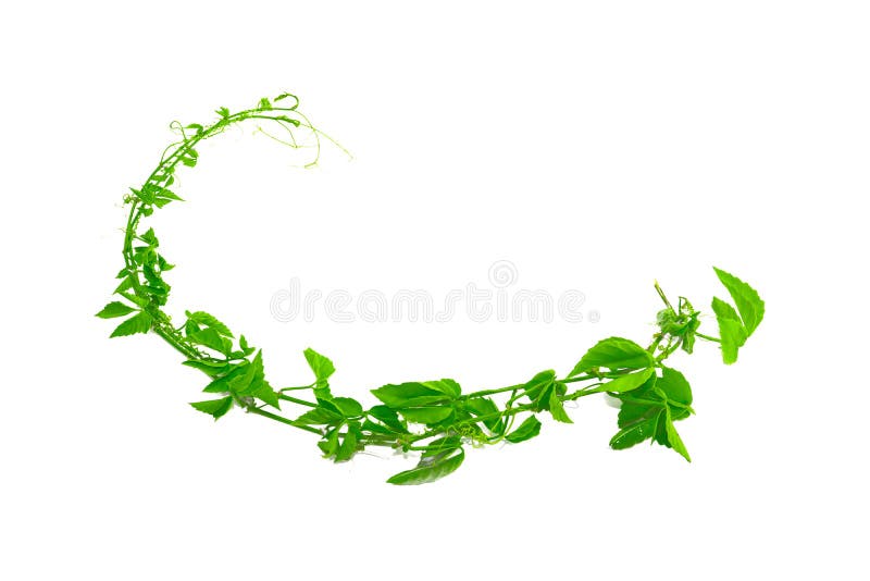 Vines or Green Creeping Plants Stock Photo - Image of growing, detail ...